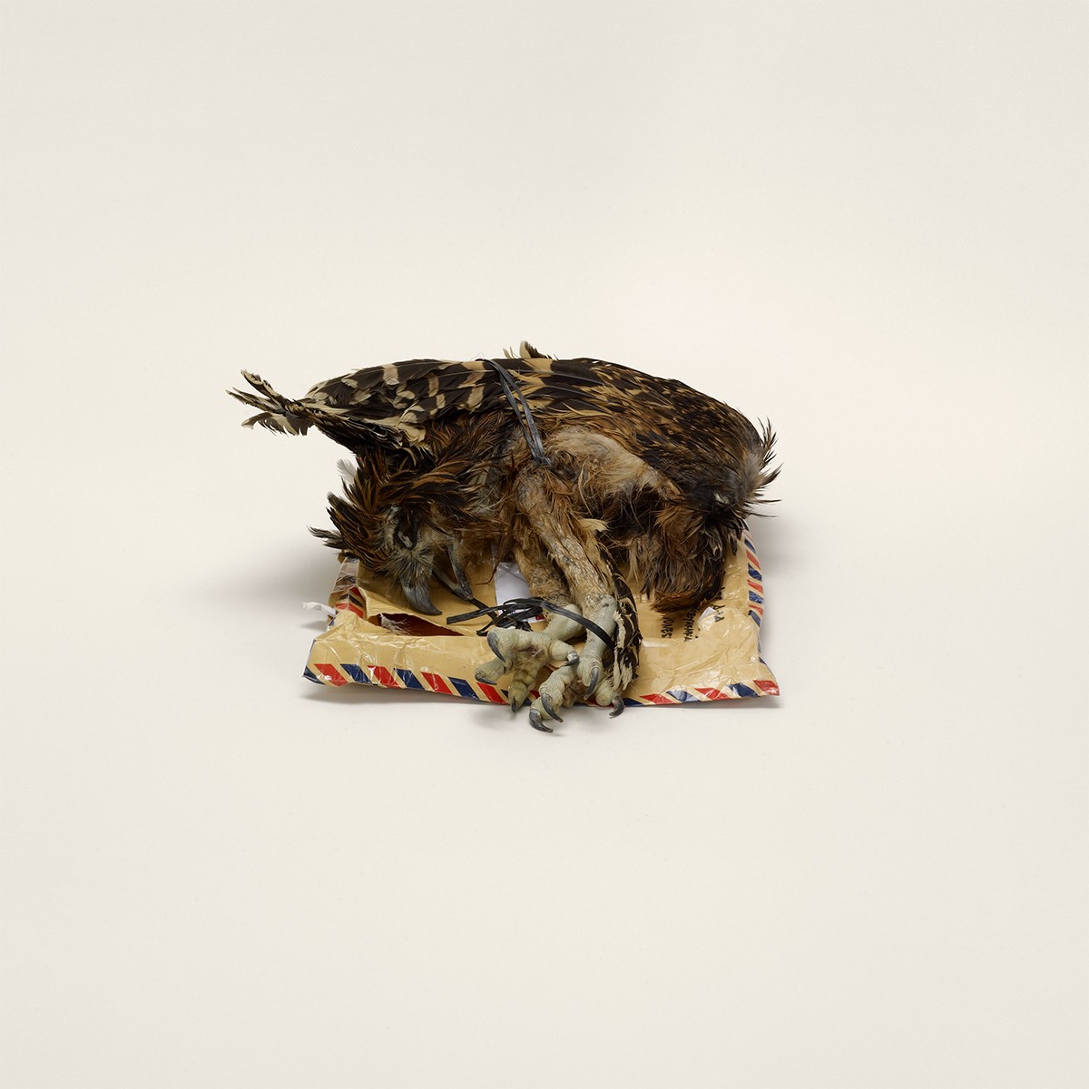 Taryn Simon: Louise Neri | Events | News | Gagosian