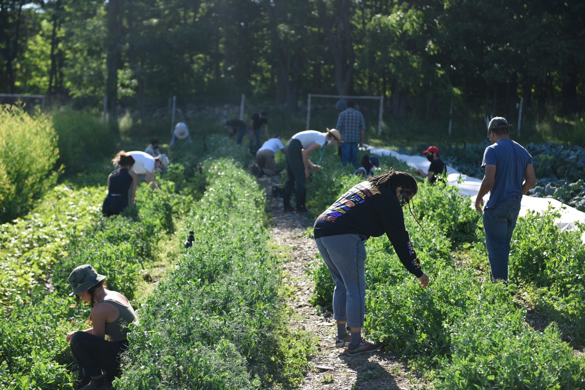 Sky High Farm Spring Picnic | Events | News | Gagosian