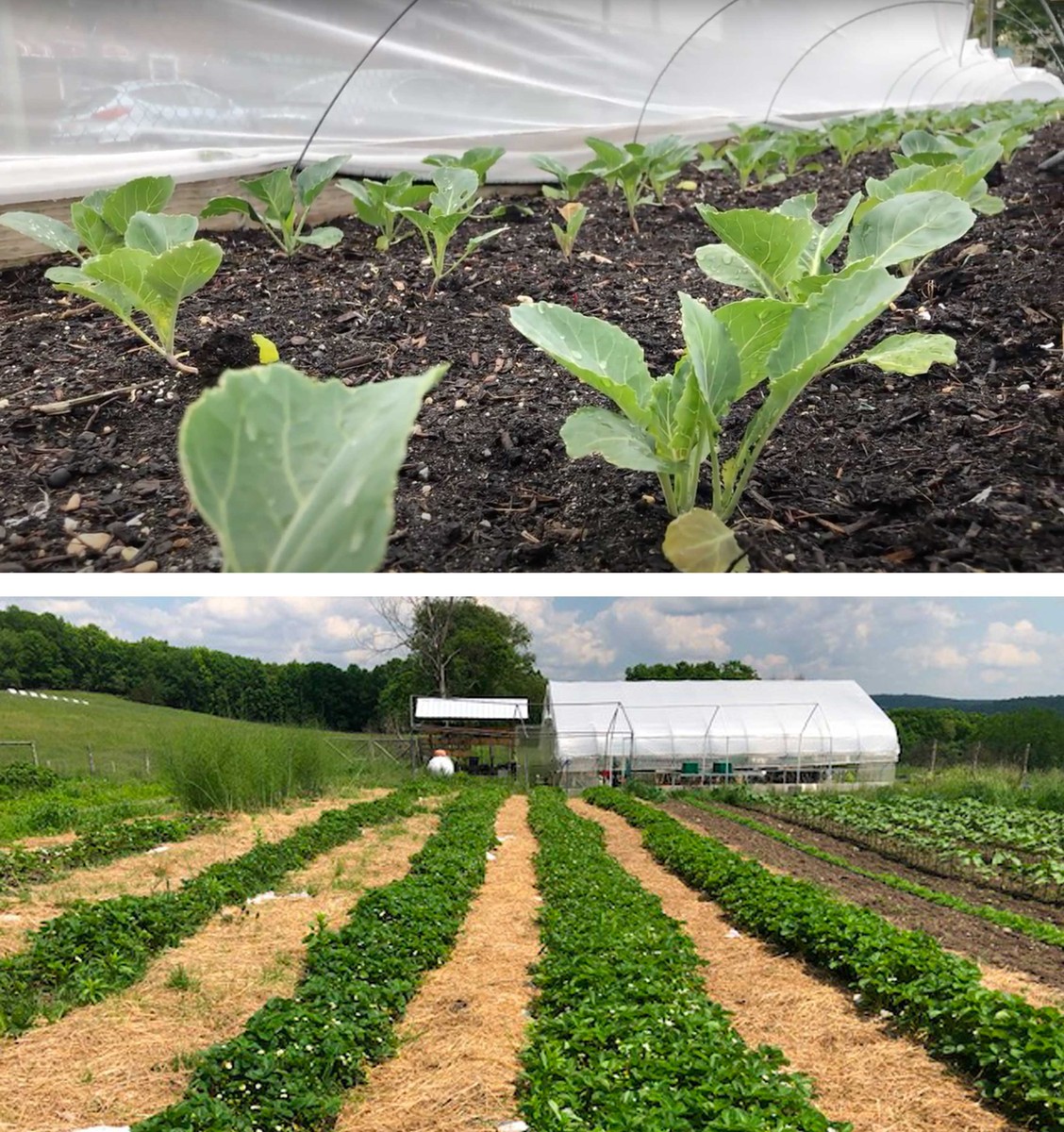 Sky High Farm × Project EATS | Gagosian Quarterly